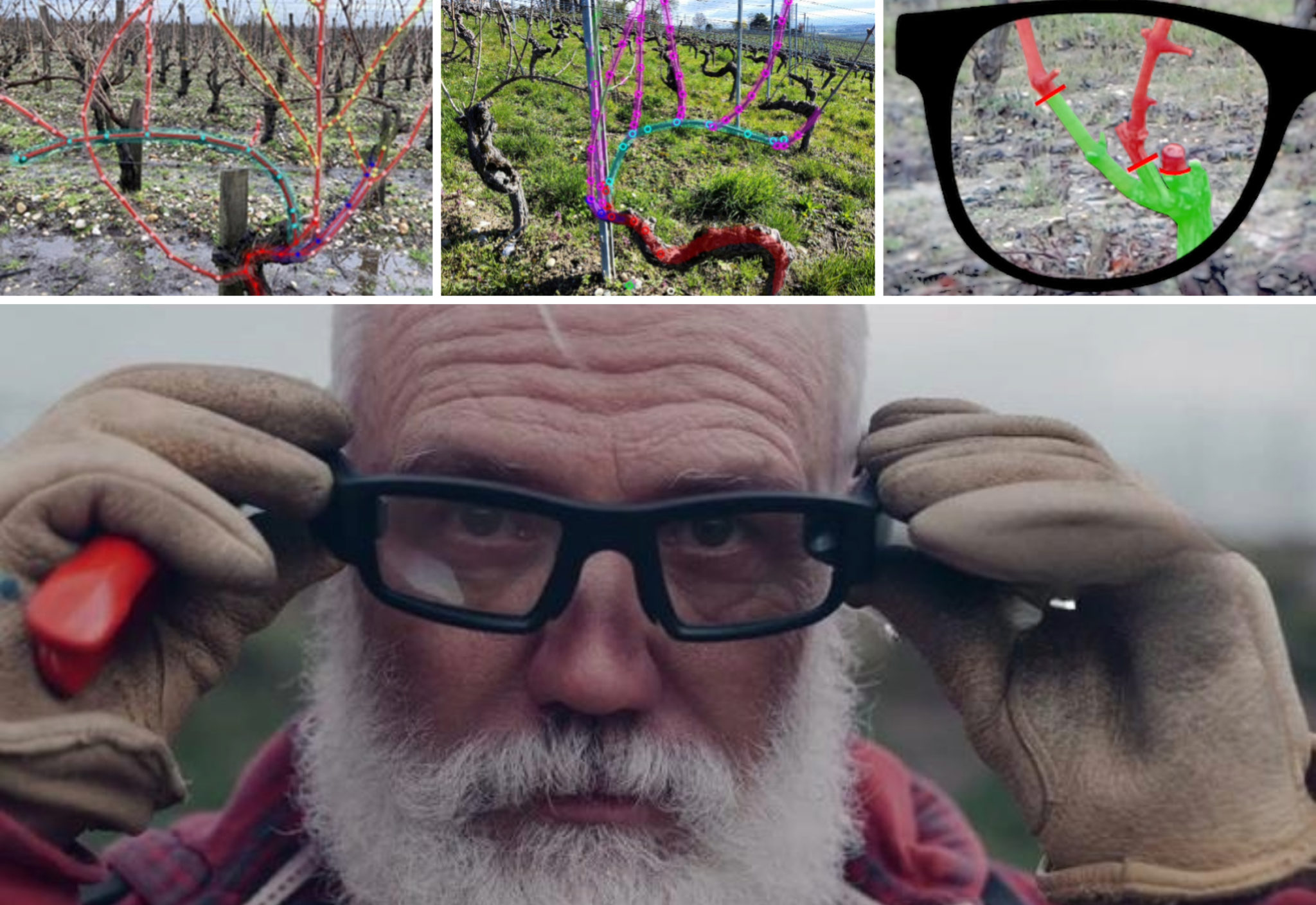 AI-powered augmented reality glasses enhance vine pruning